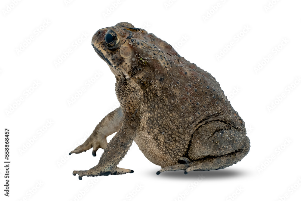 Asian common toad (Bufo melanostictus) isolated on white background ...