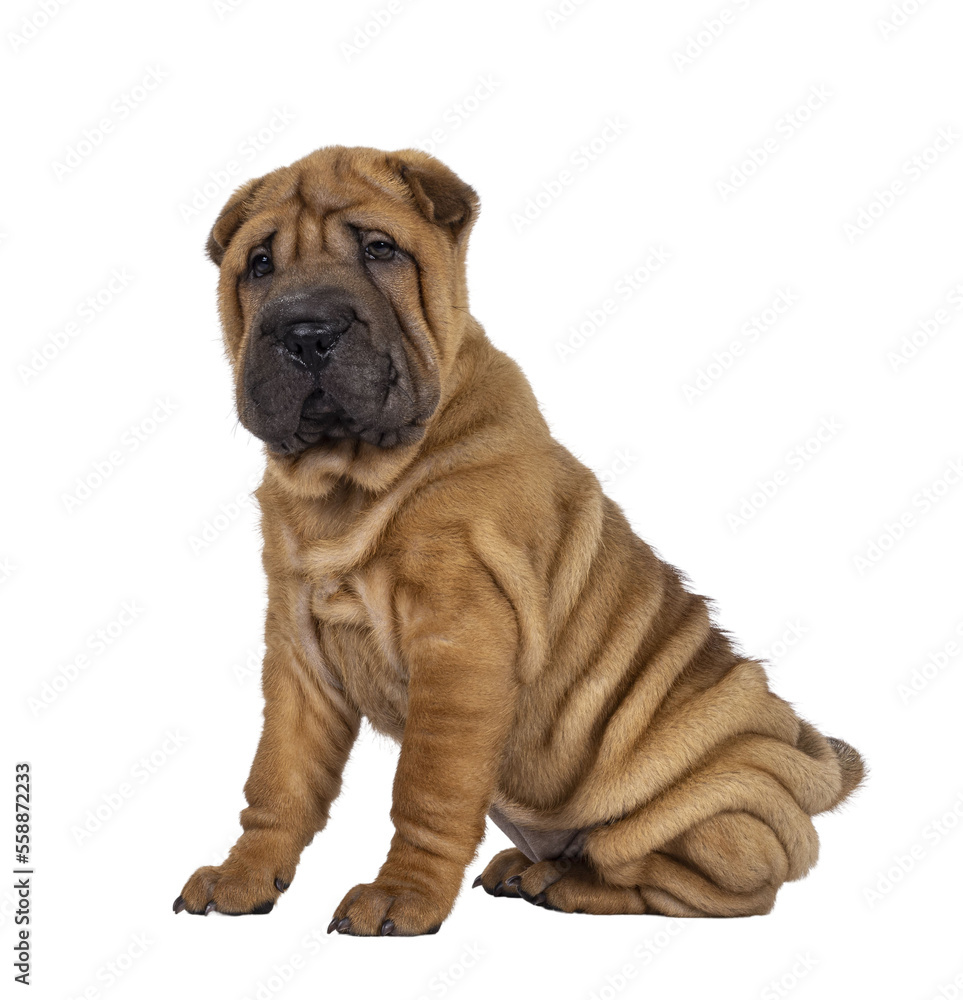 Adorable Sharpei dog pup, sitting up side ways. Looking towards camera ...