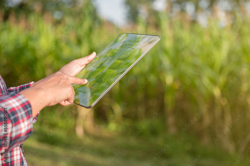 Farmer in corn field using digital tablet for smart farming. Innovation ...