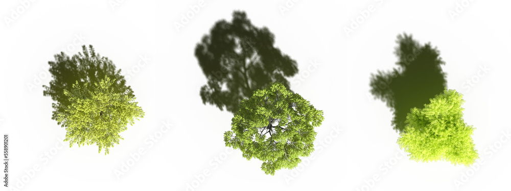 tree with a shadow under it, top view, isolate on a transparent ...