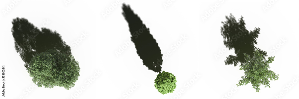 tree with a shadow under it, top view, isolate on a transparent ...