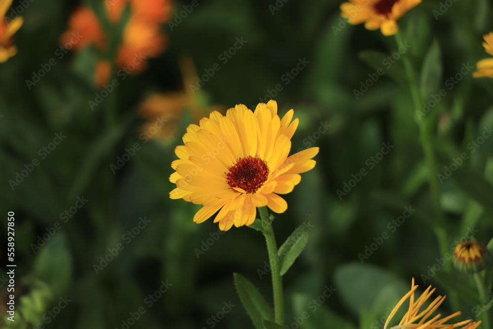 Yellow calendula flower closeup. young calendula flower. Stock Photo ...