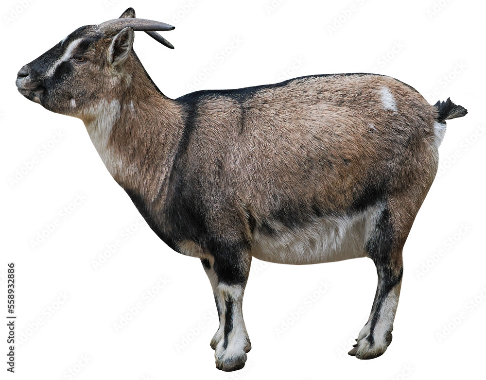 West African Dwarf or Pygmy goat (capra hircus), PNG, isolated on ...