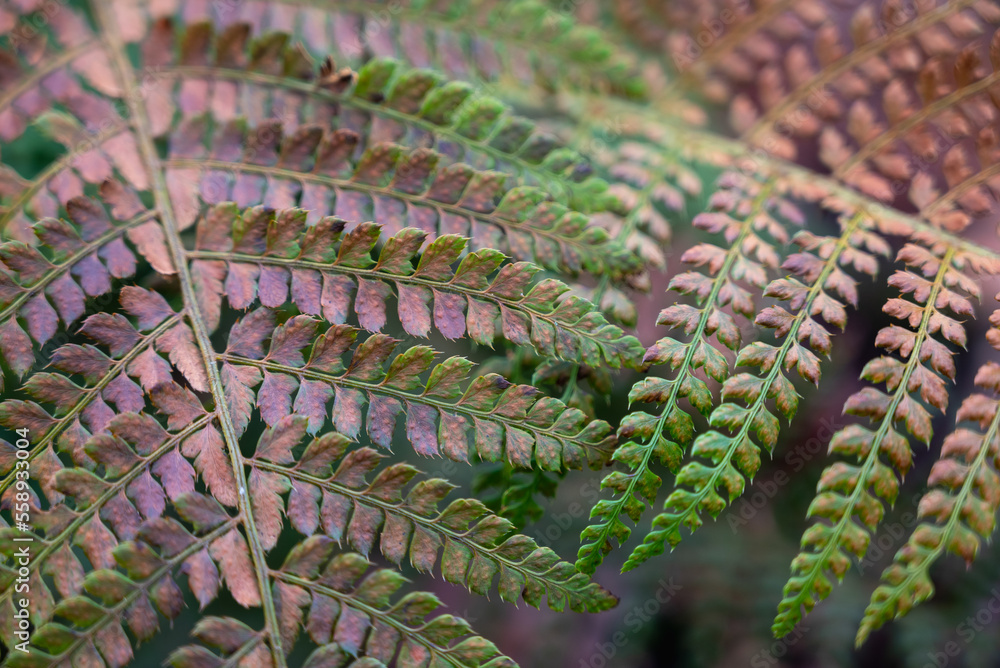 ferns texture. Ferns of green and purple color. Nature wallpaper. Green ...
