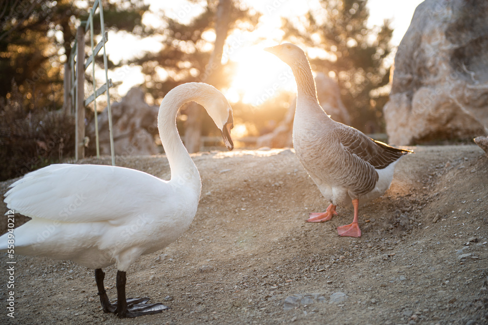 Swan and Goose Stock Photo | Adobe Stock