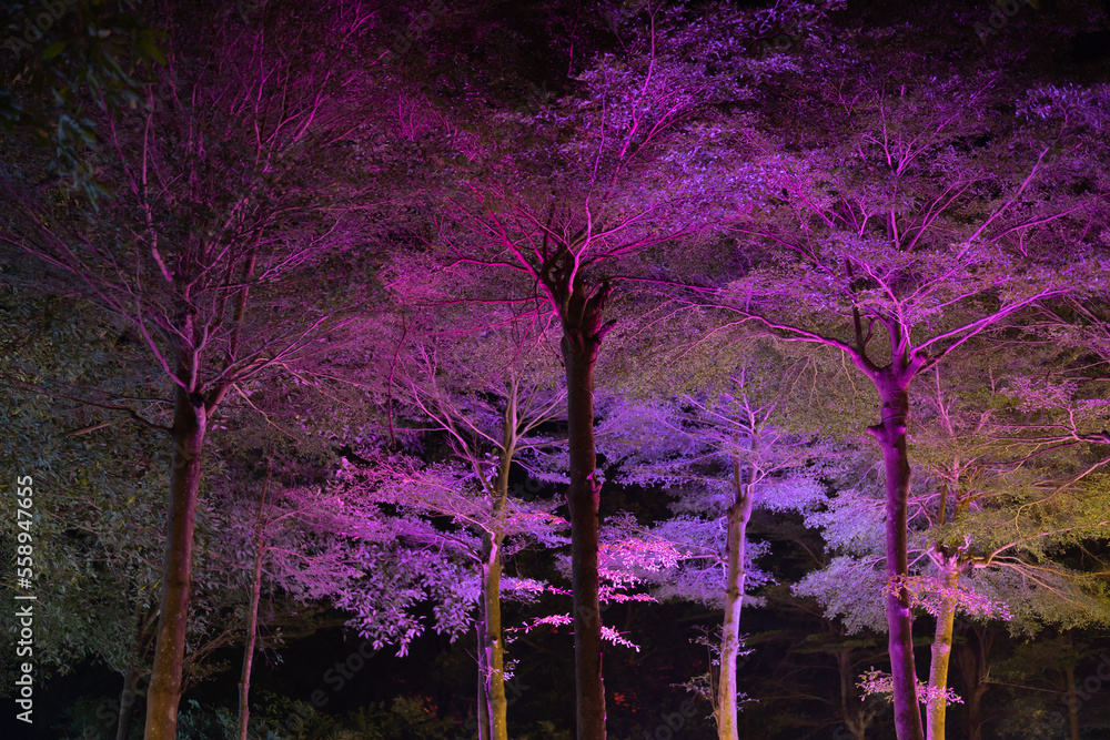Light up at colorful fall foliage tunnel, the maple corridor, with ...