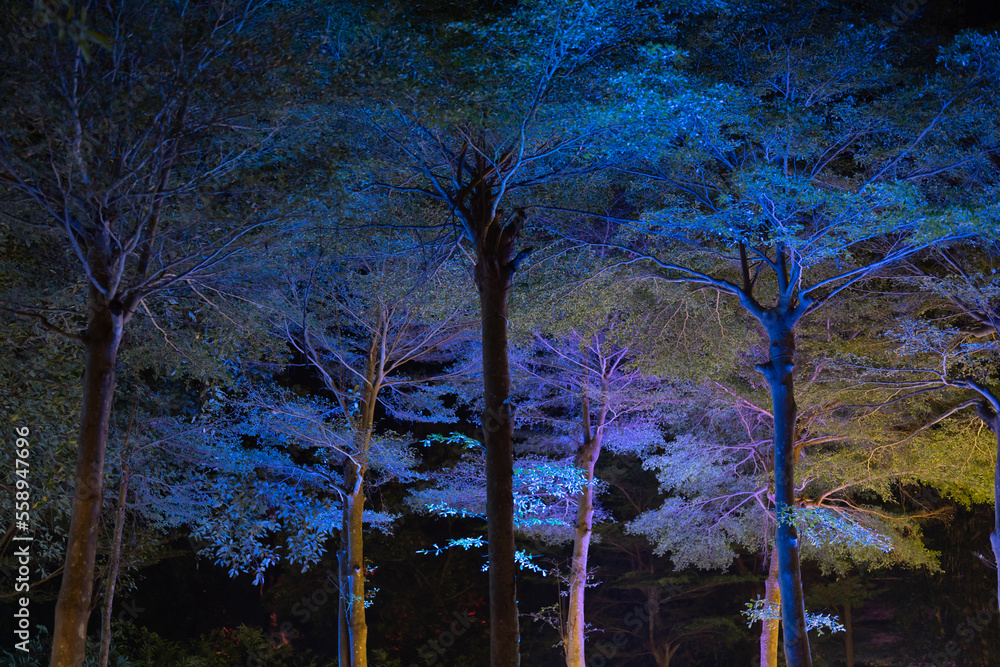 Light up at colorful fall foliage tunnel, the maple corridor, with ...