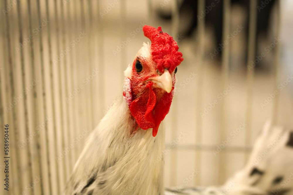 Rooster. White roster closeup, face to face with roster. Stock Photo ...