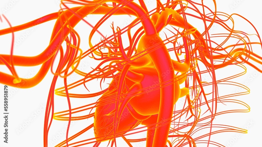 Human heart circulatory system anatomy for medical concept 3D rendering ...