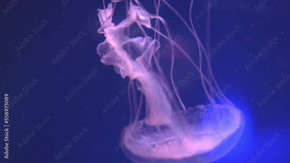 Jellyfish floating in the ocean-sea, the light passes through the water ...
