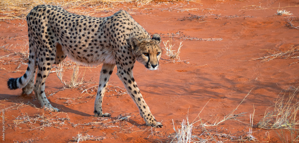 Cheetah walk around the savannah of Kalahari desert, wildlife of ...