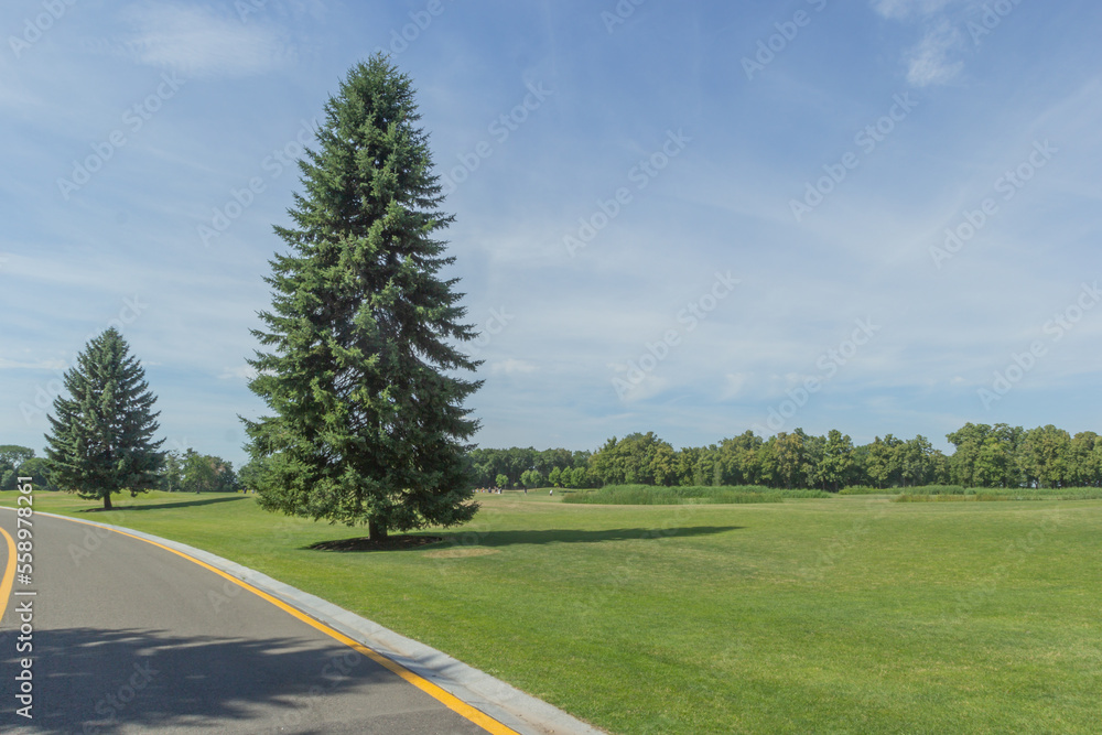 Green lawn with big fir trees on the side of the road. Trees on the ...