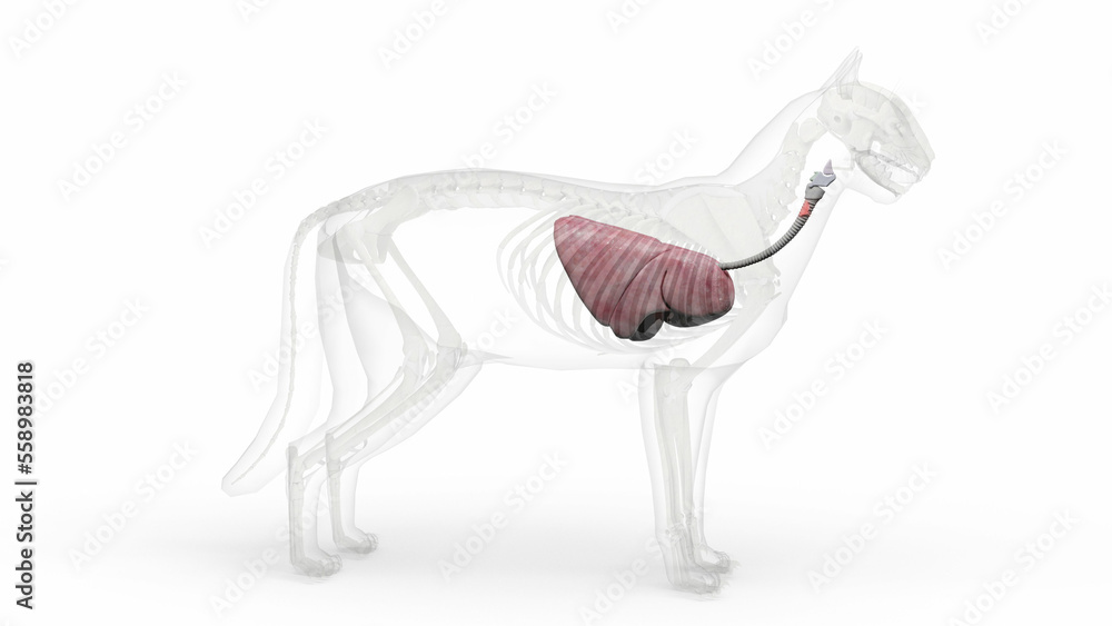 3D illustration of cat anatomy of respiratory system with transparent ...
