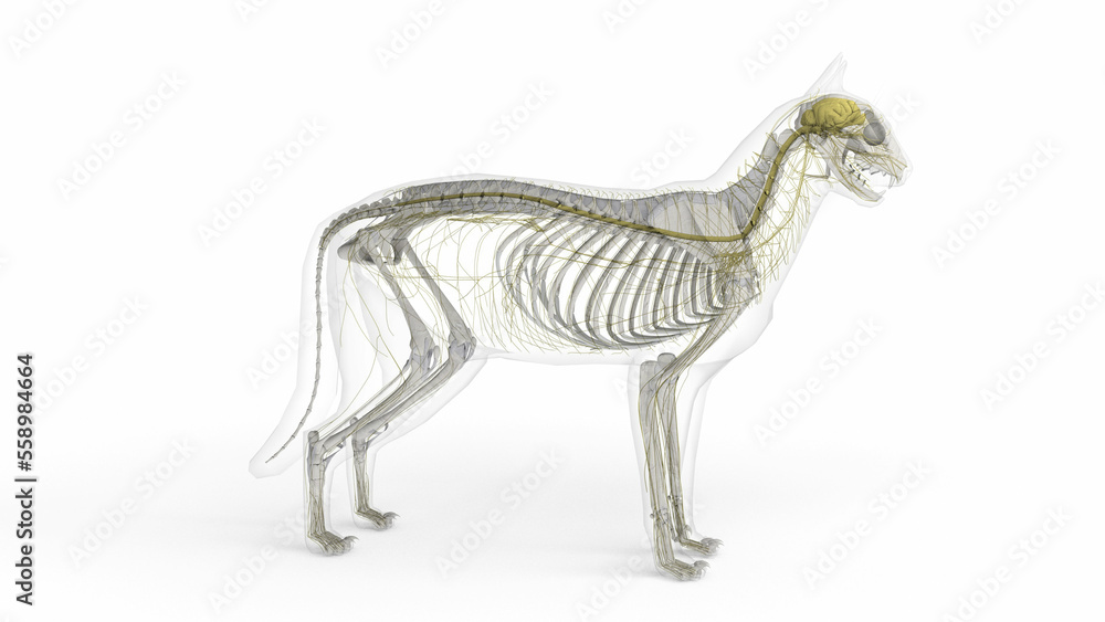3D illustration of cat anatomy of nervous system with transparent body ...