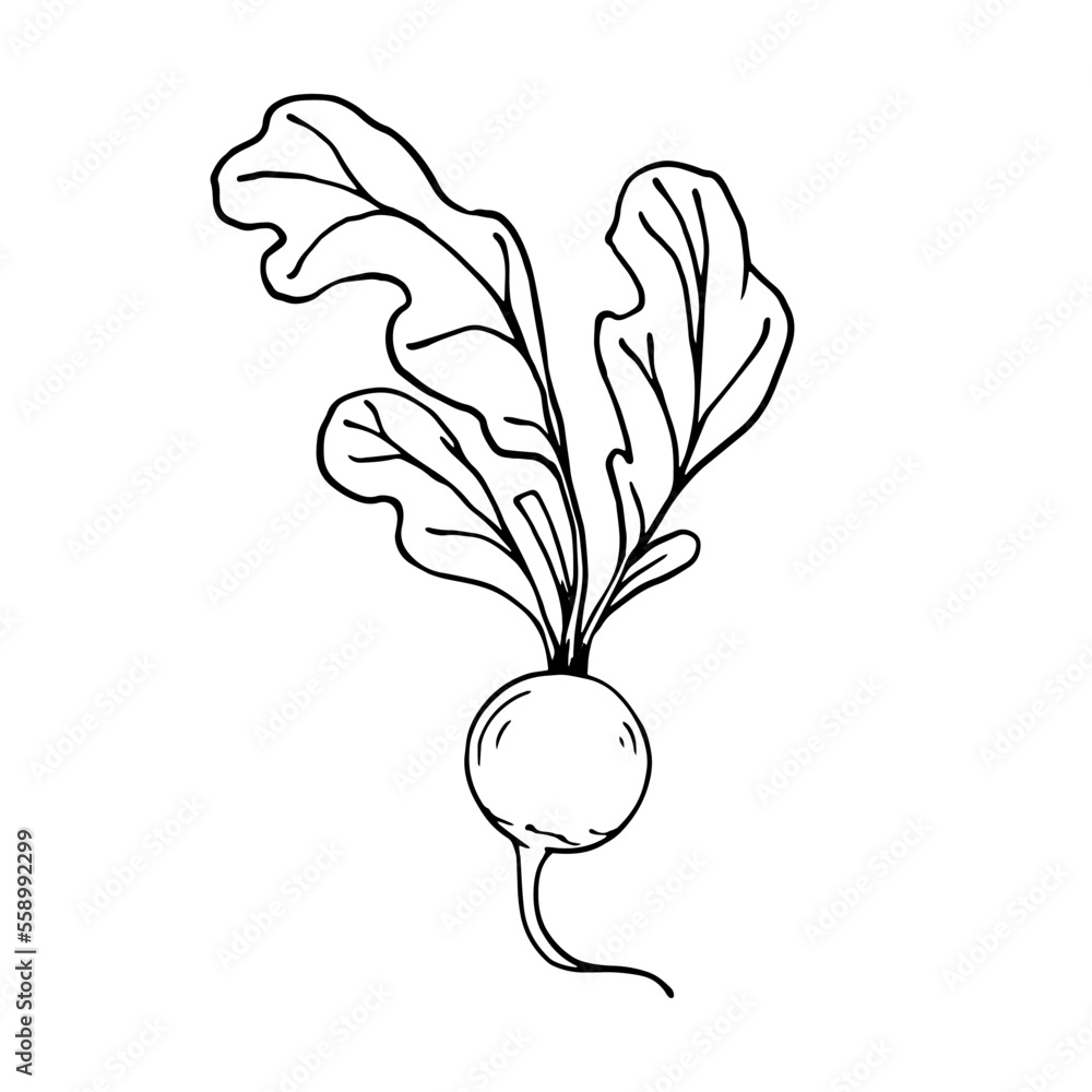 Botanical sketch of summer radish vegetables with leaves. Vector ...