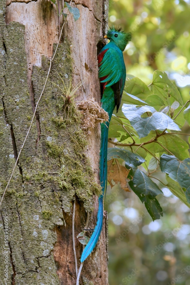 Foto de Quetzal on the nest , Pharomachrus mocinno, from nature Panama ...