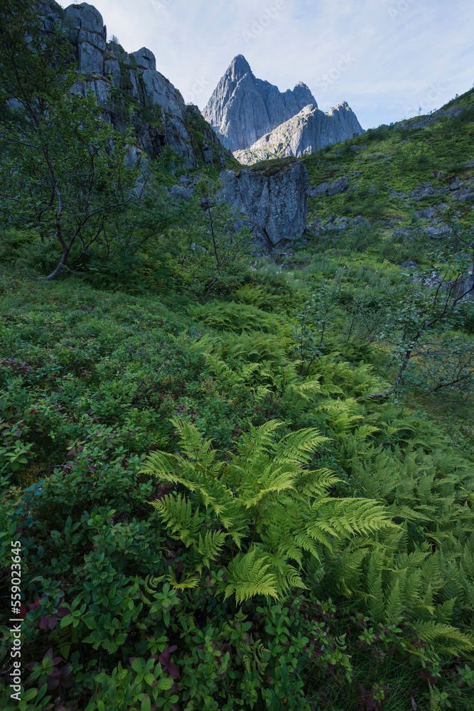 Fern grows in lush mountain valley with Trolltindan peaks rising in the ...