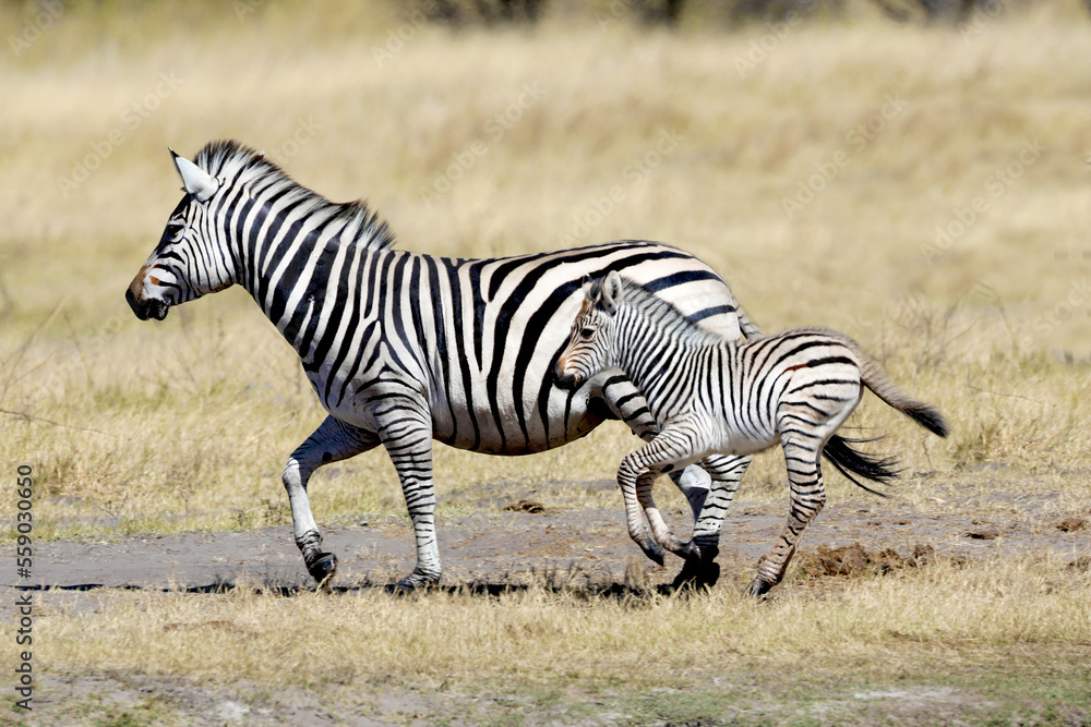 zebras mother and baby running in the wild Stock Photo | Adobe Stock
