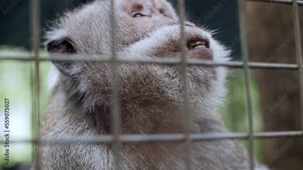 sad monkey in a cage Stock Video | Adobe Stock