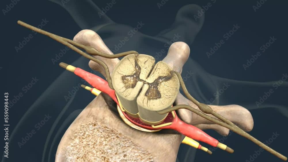 The spinal nerve is a mixed nerve that carries motor, sensory and ...