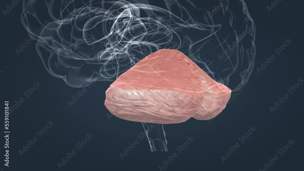 The cerebellum is one of the balance organs of the body. It ensures ...