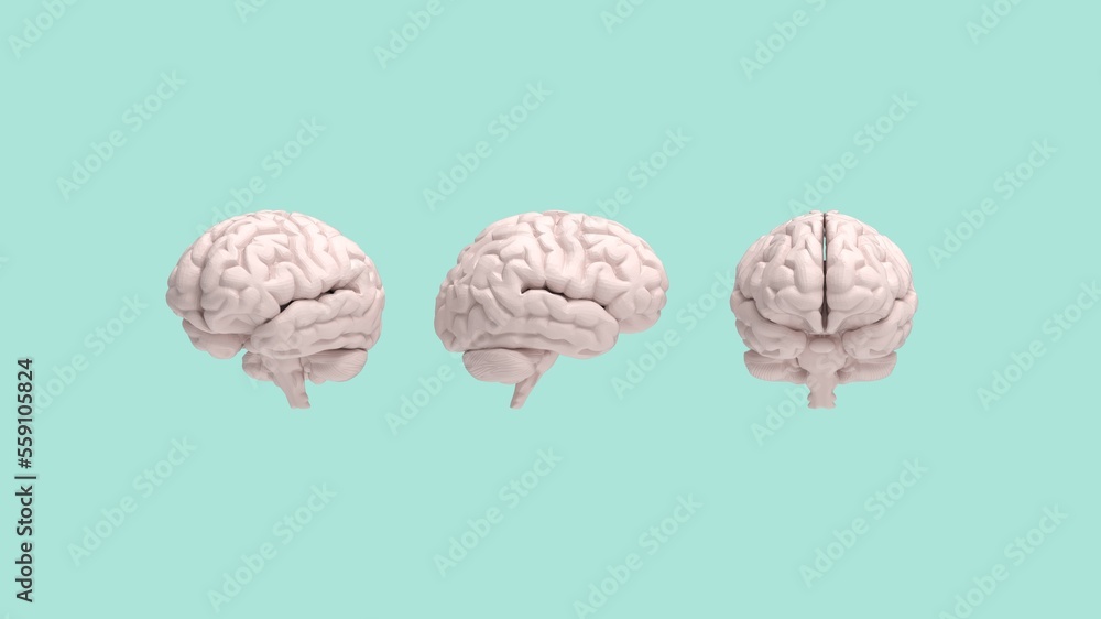 3D rendering of a human brain, computer generated model, Thinking, idea ...