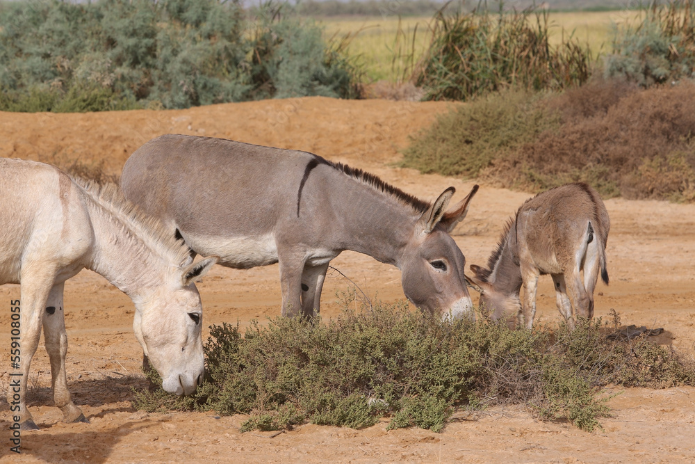 Donkeys with cub graze in Senegal, Africa. Farm in Senegal, Africa ...