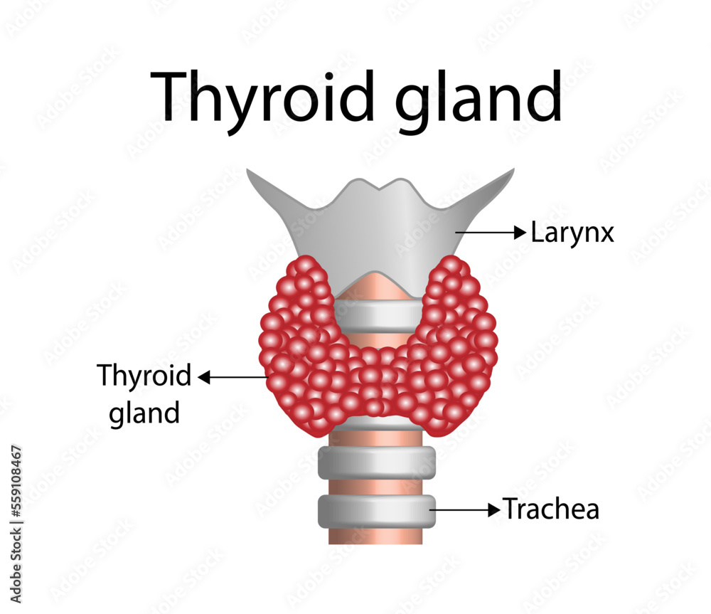 Grafika wektorowa Stock: Thyroid gland, trachea and larynx. Anatomy of ...