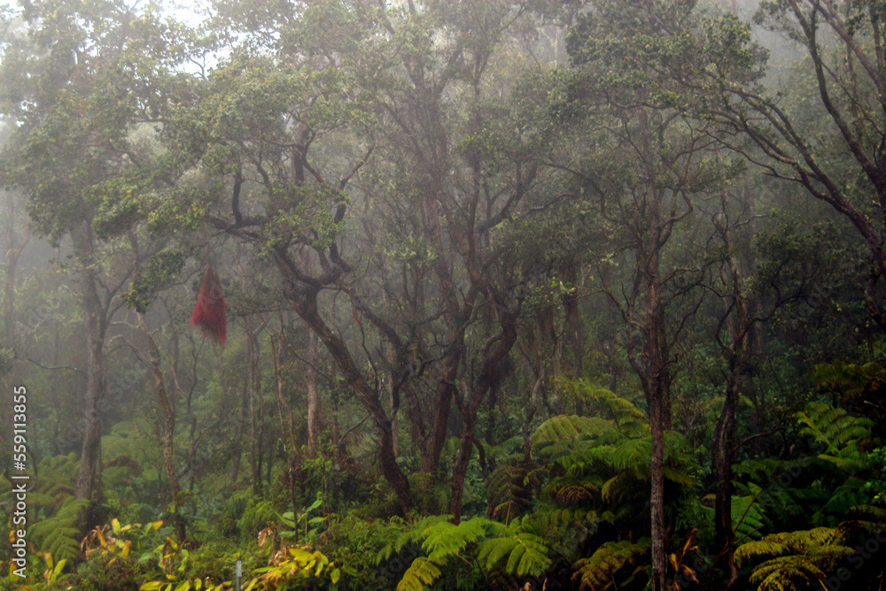 Roots on an Ohia/Lehua Tree (Metrosideros polymorpha), Hawai`i ...