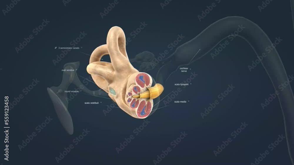 The semicircular canals of each ear contain three main parts: anterior ...