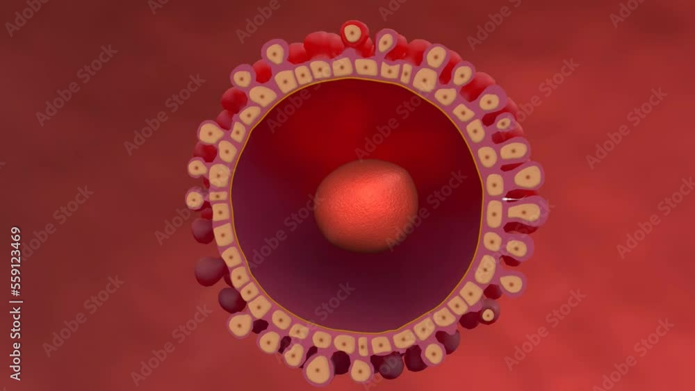 Video Stock Female egg structure with cytoplasm, nucleus and corona ...