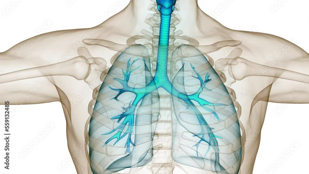 Human Respiratory System Lungs Anatomy Animation Concept Stock Video ...