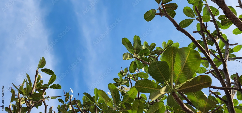 A view from under a densely leafed frangipani tree overlooking a bright ...