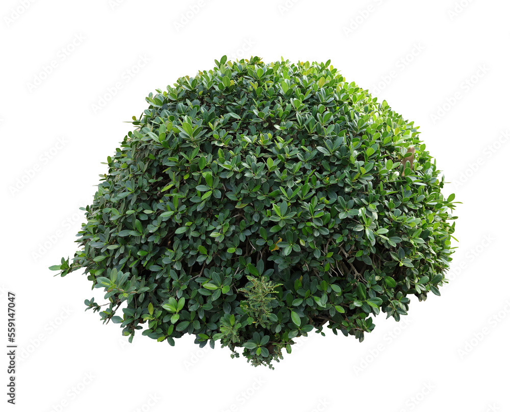 Tropical plant flower bush shrub tree isolated on white background with ...