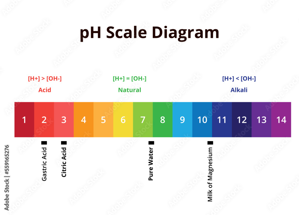 Structure of pH Scale Diagram Stock Vector | Adobe Stock