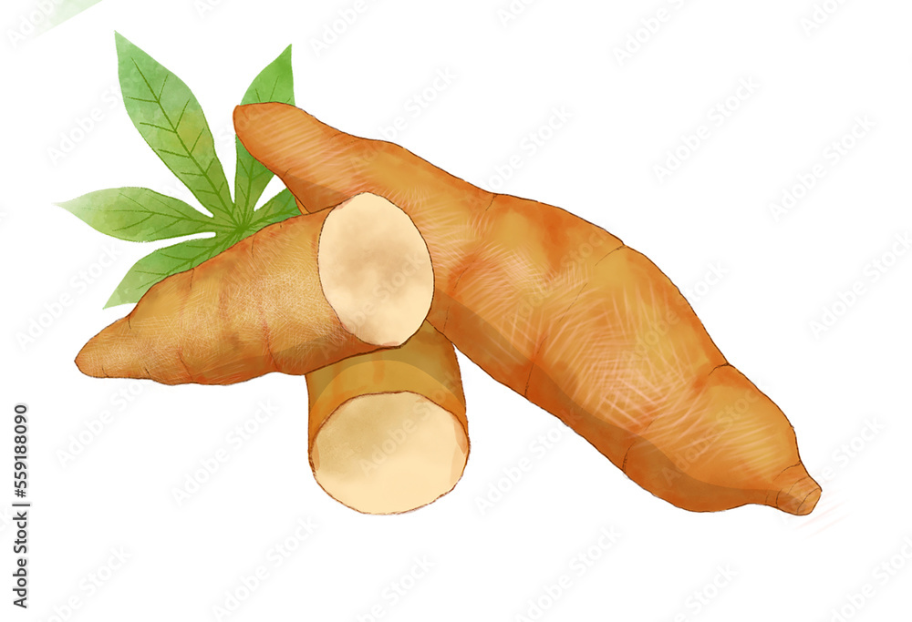 Cassava Sketch Draw Stock Illustration | Adobe Stock