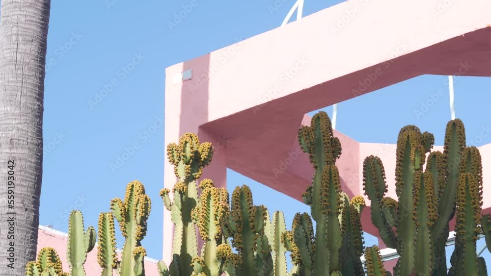 Video Stock Minimalistic architecture and cactus plants by pink wall of ...
