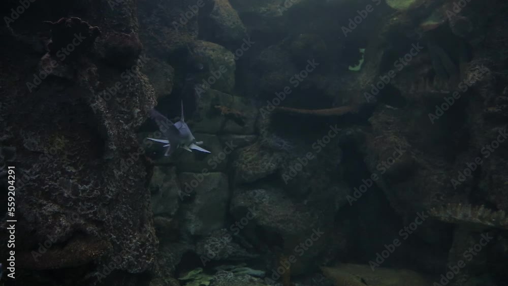 Hammerhead shark swims along the reef. Giant aquarium with hammerhead ...