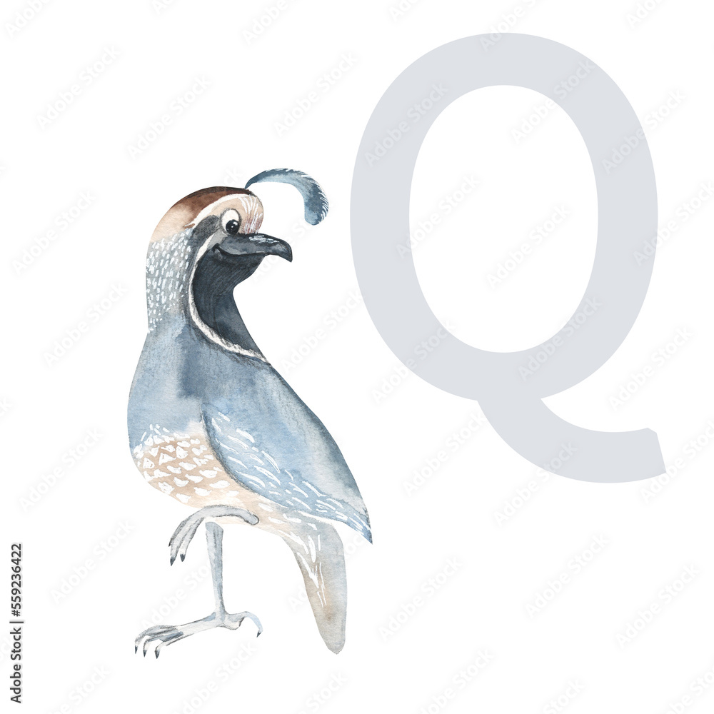 Letter Q, quail, cute kids animal ABC alphabet. Watercolor illustration ...