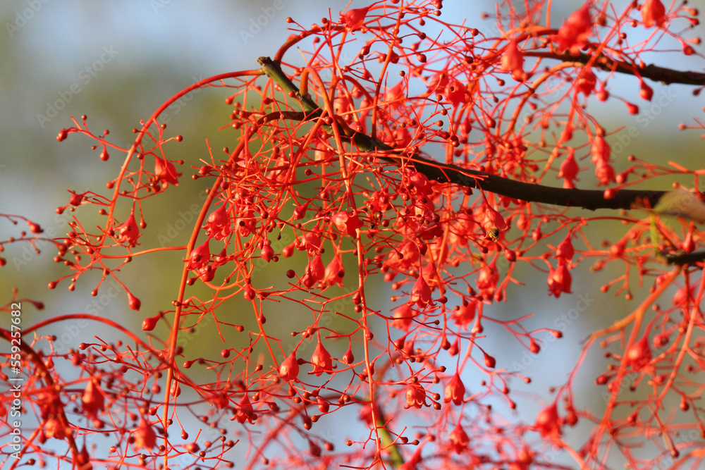 Close up abstract of a flame tree plant in a garden Stock Photo | Adobe ...