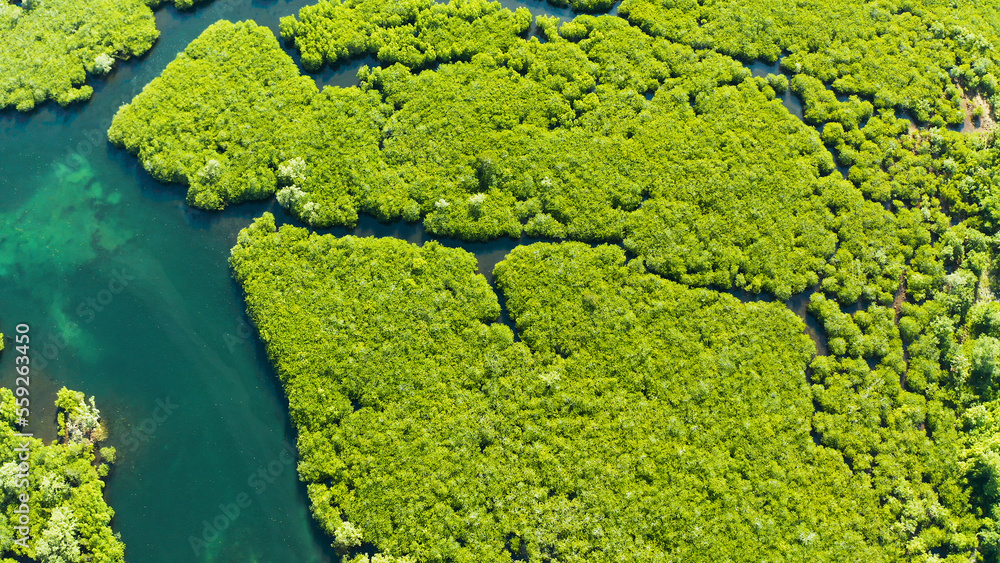 Aerial panoramic mangrove forest view in Siargao island,Philippines ...