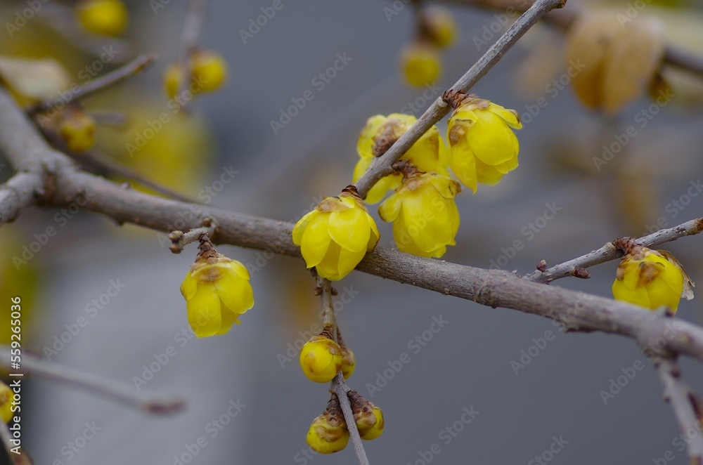 Japanese allspice, Wintersweet (Chimonanthus praecox), deciduous tree ...