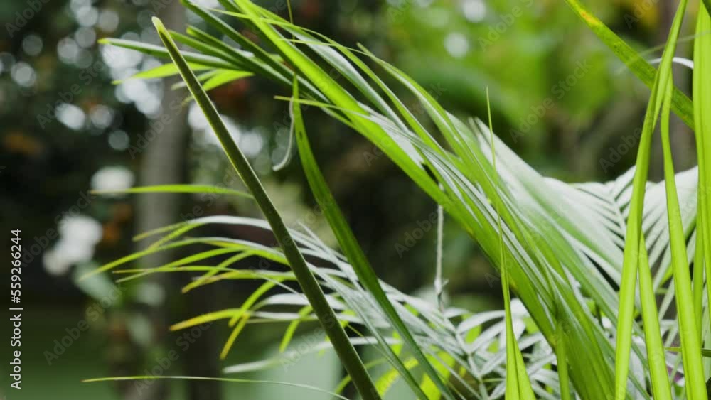 The leaves of the yellow palm (areca palm) swaying in the wind, Dypsis ...