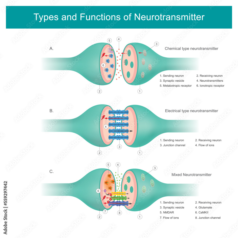 Types and Functions of Neurotransmitter. A Neurotransmitter are ...