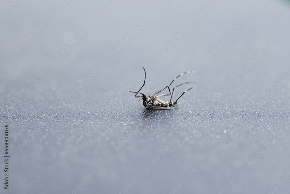 Dead Mosquito isolated on white background, Mosquito is carrier of ...