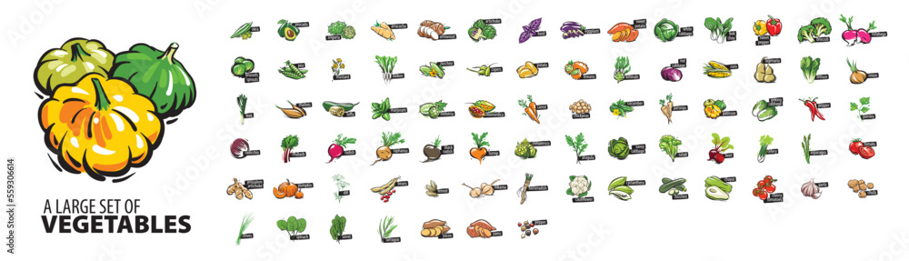 Large vector set of painted vegetables on a white background Stock ...