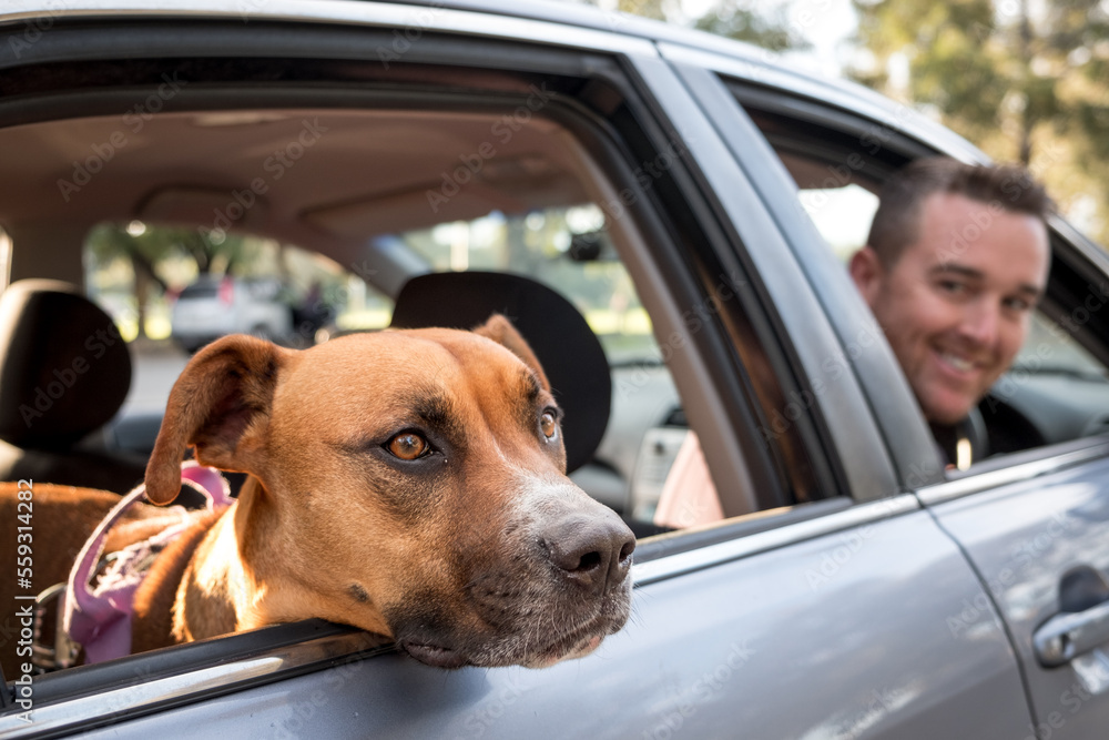 Dog and Smiling Man sitting in Silver Car Stock Photo | Adobe Stock