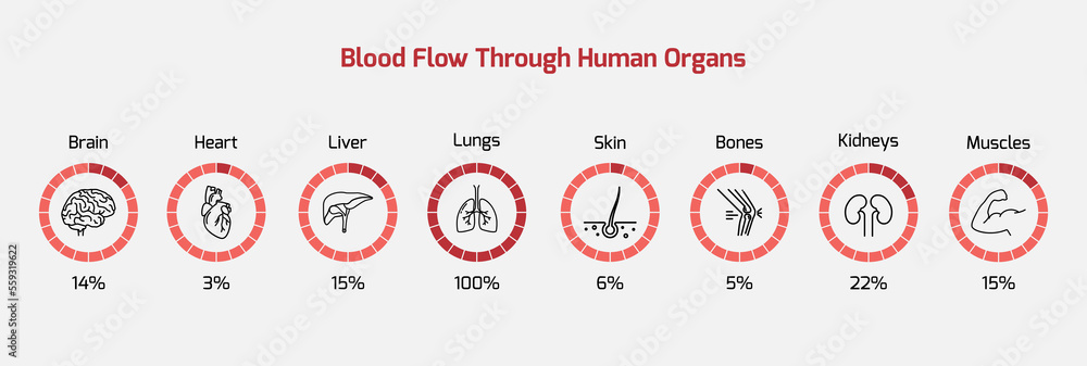 Poster Blood flow through human organs - human organs, blood flow ...