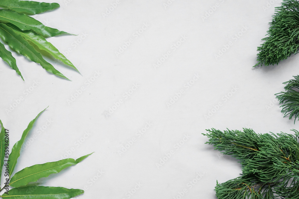 monoon longifolium (polyalthia longifolia) and eastern white pine ...