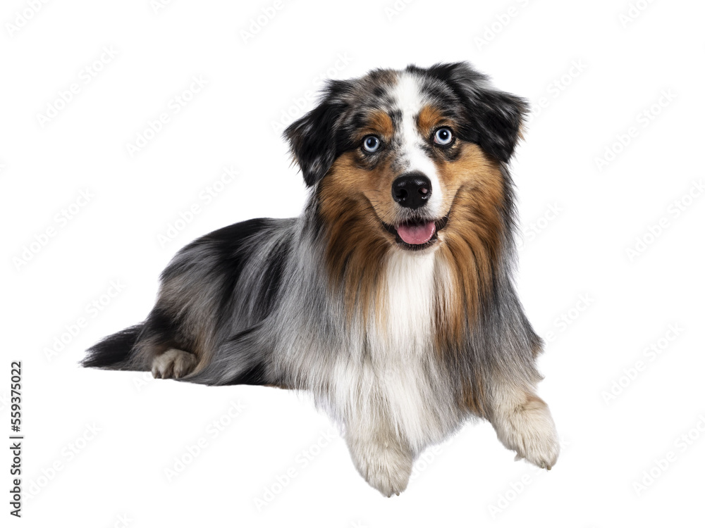 Handsome and well groomed Australian Shepherd dog, laying down with ...